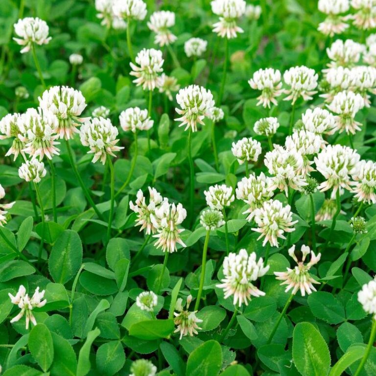 15 Easy Tricks To Wipe Out Creeping Charlie Weed - Complete Gardening