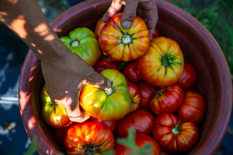 She Grew Tomatoes for 30 Years — Then Discovered This One Secret ...