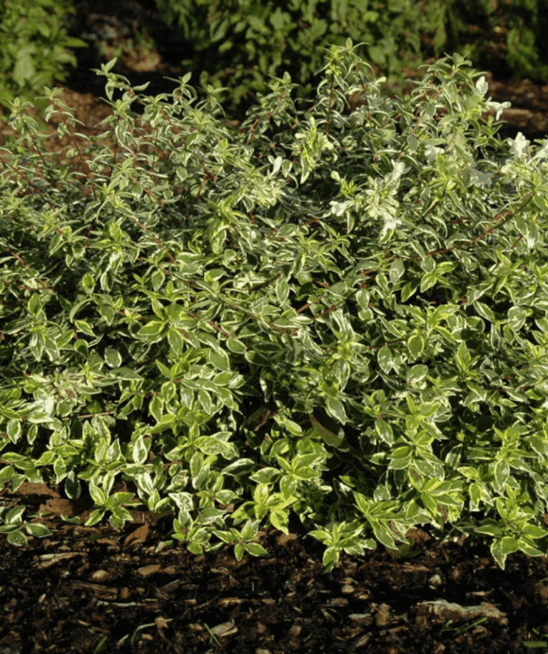 16 Stunning Abelia Varieties That’ll Add Color to Your Yard for Months ...
