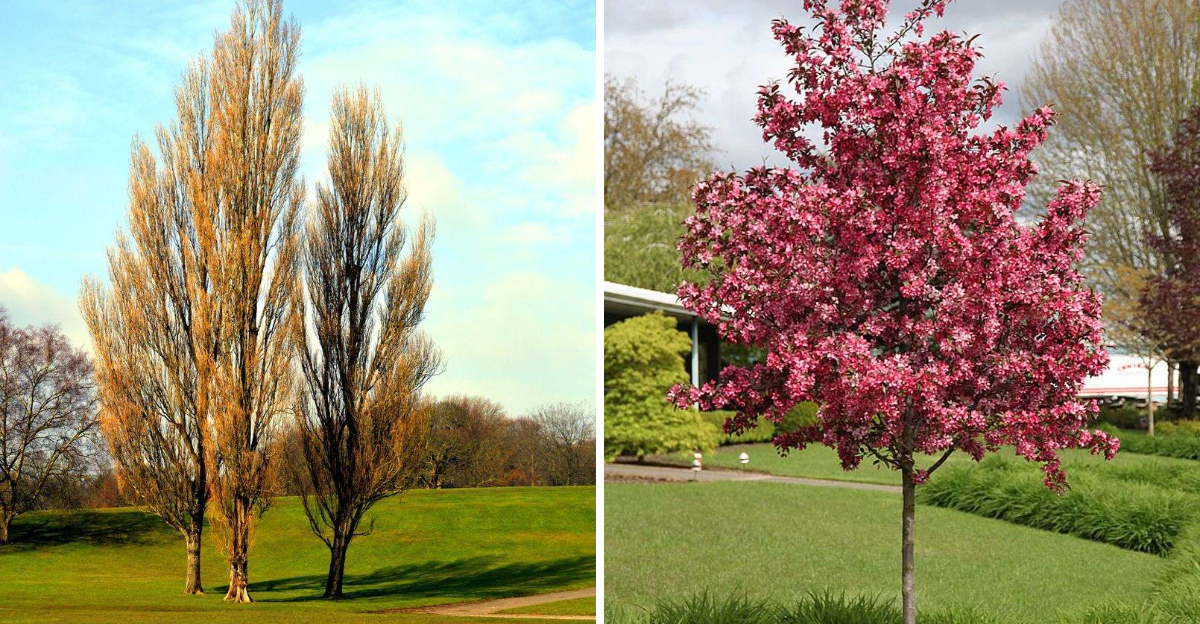 Skip These 7 Popular Trees — Plant These 11 Small Garden Winners ...
