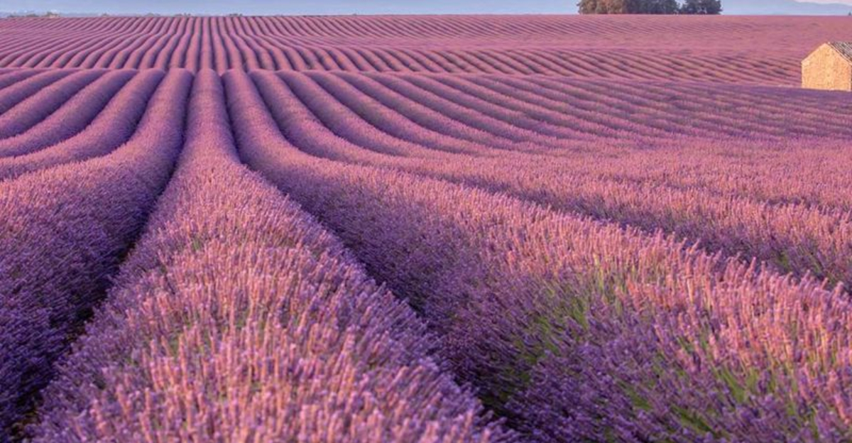 Skip These 7 Purple Trees — Plant These 13 Stunning Purple Bloomers ...