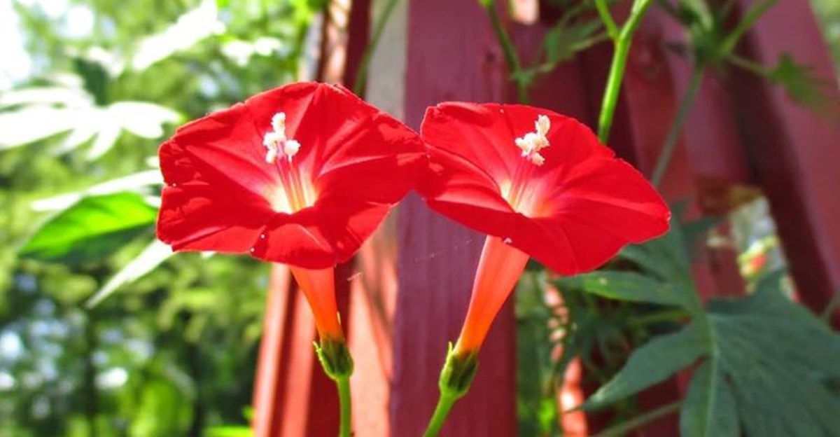 Skip These 7 Slow Climbing Flowers — Plant These 10 Fast-Growing ...