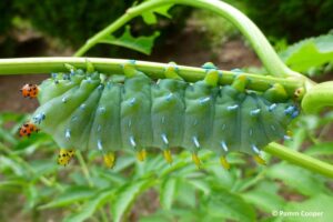 Don't Touch That Cute Fuzzy Worm! 20 Caterpillars That Are Poisonous to ...