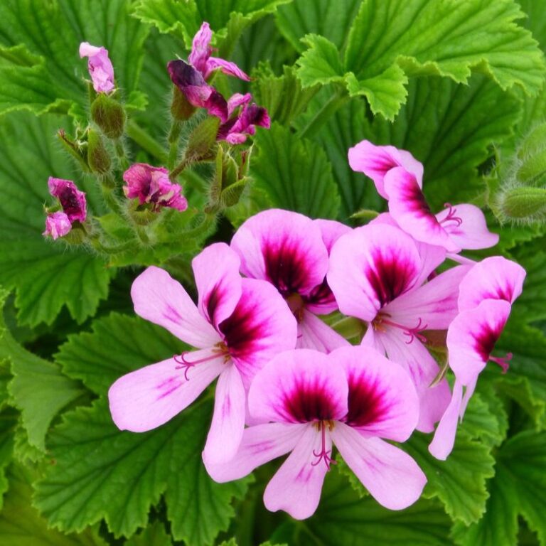 17 Sensory Garden Plants That Transform Your Yard Into a Multi-Sensory ...