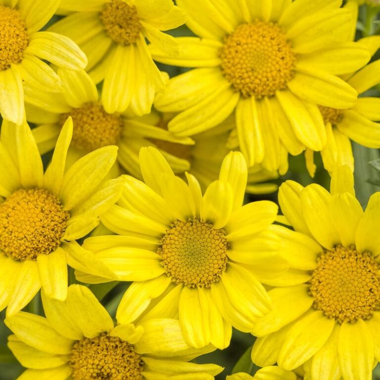 31 Stunning Yellow Perennials That Will Never Leave Your Garden Once ...