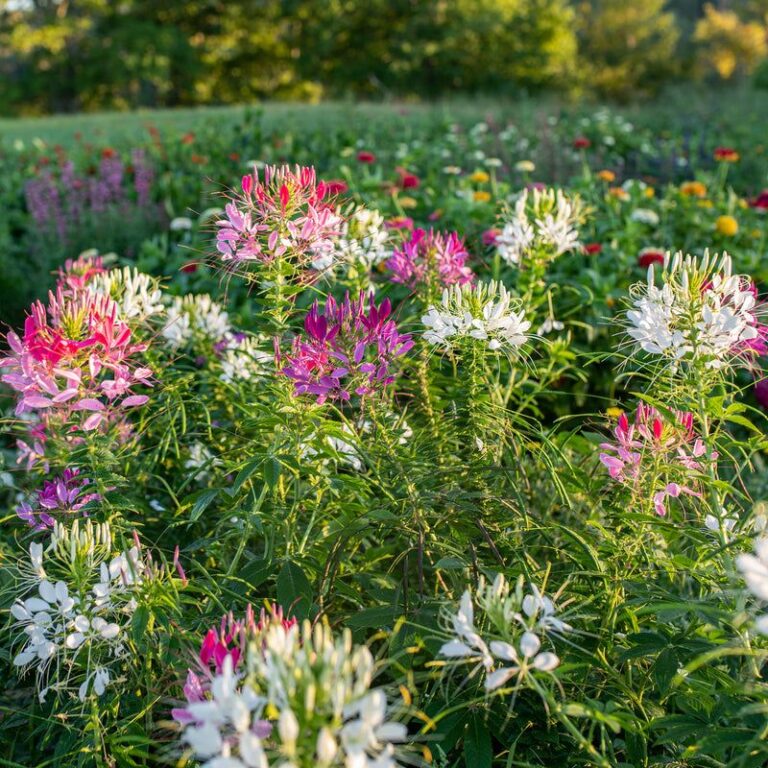 30 Flowers That Bloom All Summer — With Zero Fuss - Complete Gardening