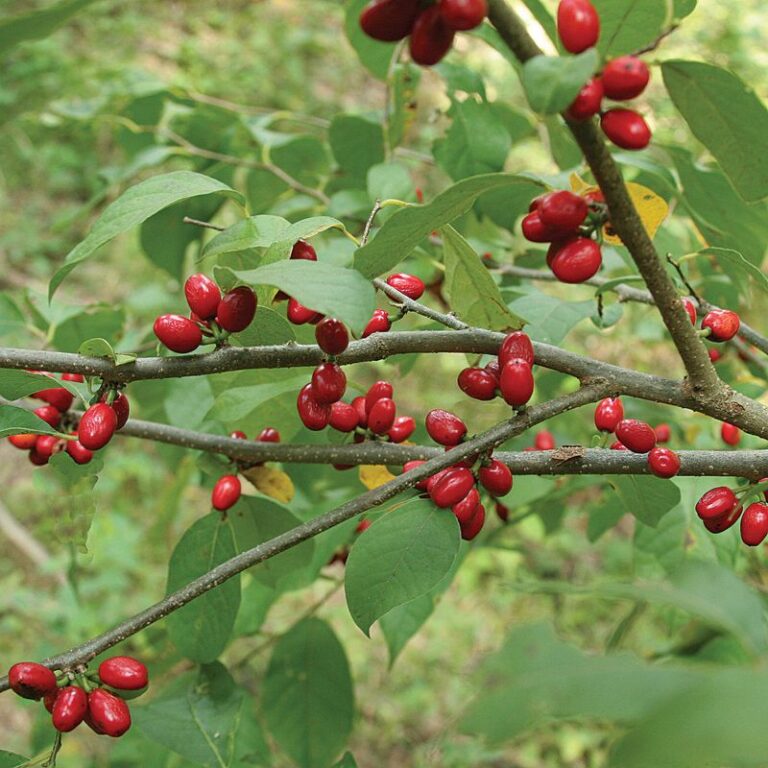 25 Red Berry Shrubs to Brighten Your Garden - Complete Gardening