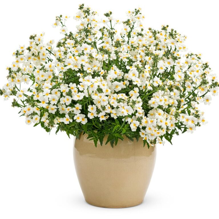 Top 30 Indoor Plants with White Flowers - Complete Gardening