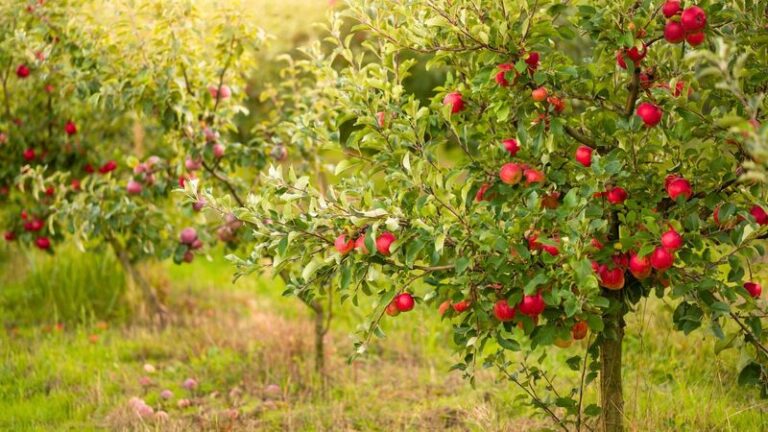 16 Reasons Your Fruit Trees Are Dropping Fruit—and How to Fix It for ...