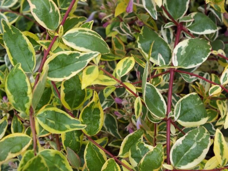 16 Stunning Abelia Varieties That’ll Add Color to Your Yard for Months ...