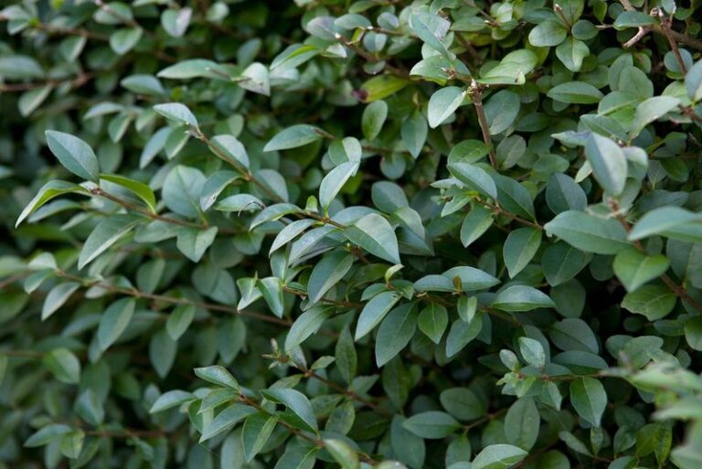 These 17 Evergreen Hedges Create Perfect Privacy — But 3 Will Shock You ...