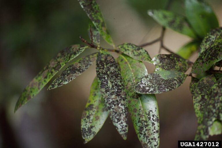 What’s Wrong With Your Azaleas? Identify, Tackle & Prevent Common ...
