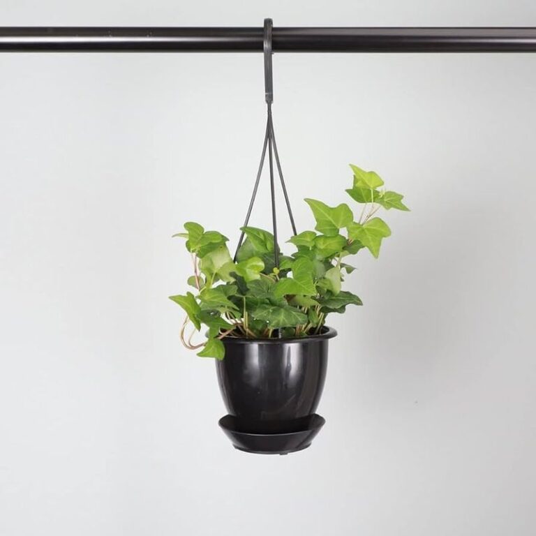 25 Hanging Houseplants That’ll Instantly Bring Your Space to Life ...