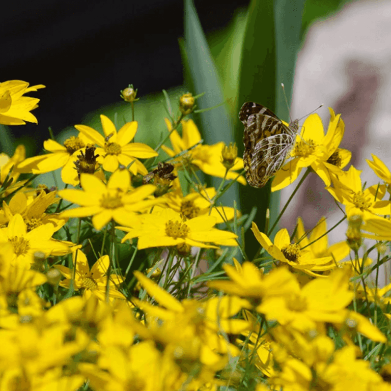 31 Stunning Yellow Perennials That Will Never Leave Your Garden Once ...