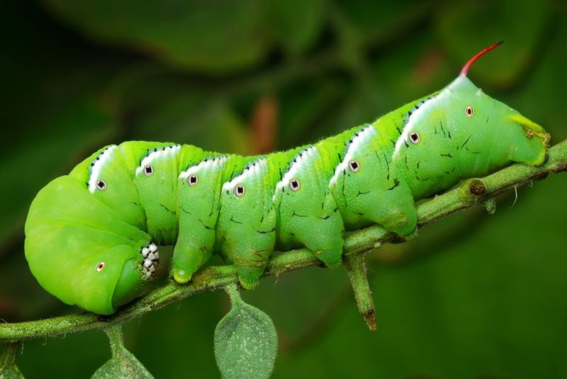 Stop Blaming Slugs—These 18 Caterpillars Are the Real Leaf Destroyers ...