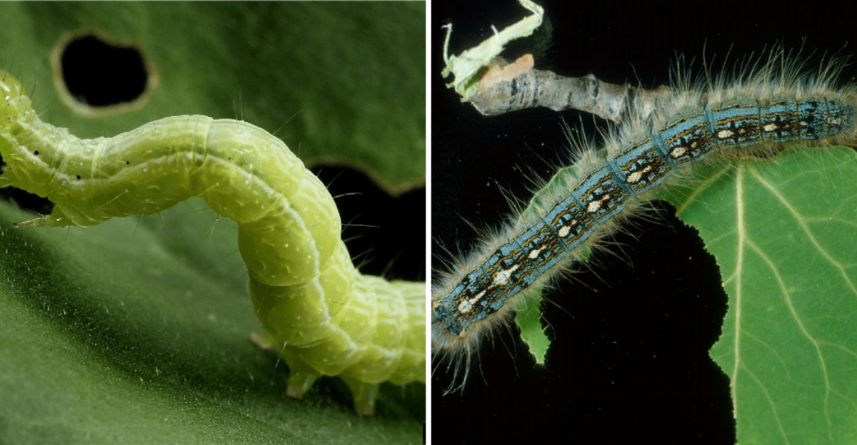 Stop Blaming Slugs—These 18 Caterpillars Are the Real Leaf Destroyers ...