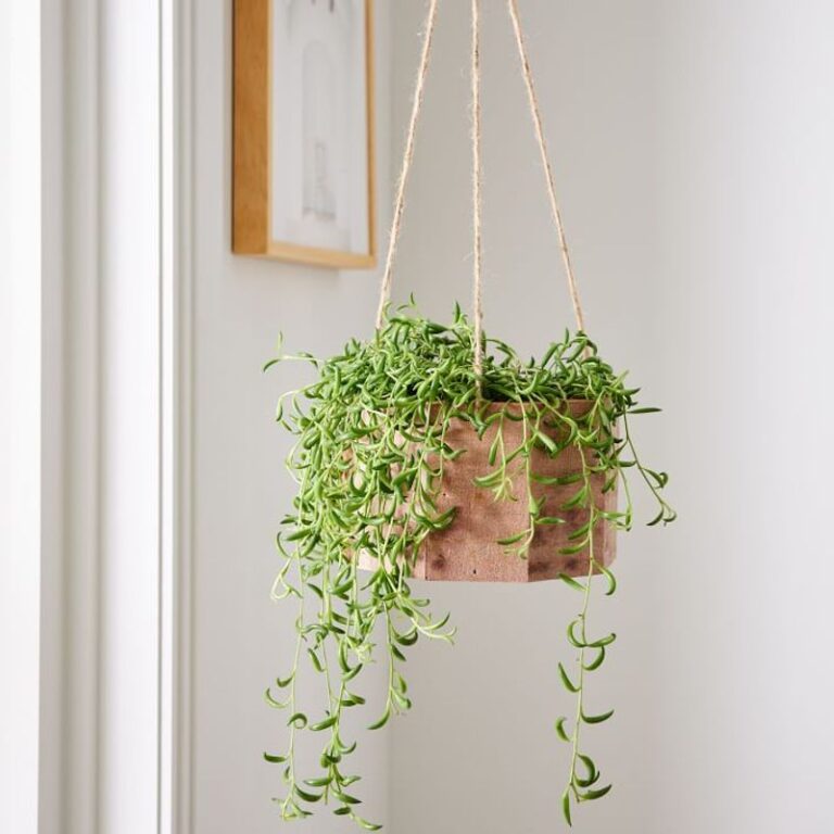 25 Hanging Houseplants That’ll Instantly Bring Your Space to Life ...