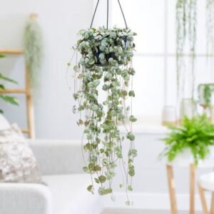 25 Hanging Houseplants That’ll Instantly Bring Your Space to Life ...