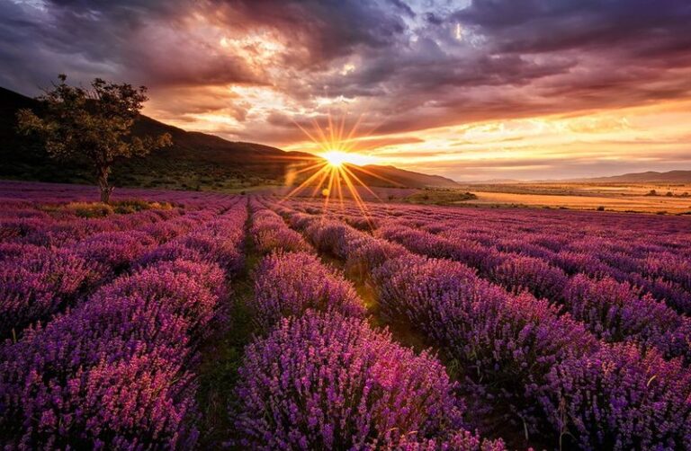 25 Flowers That Thrive in Full Sun - Complete Gardening