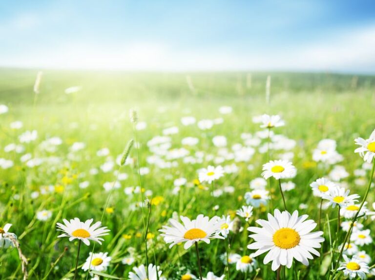 36 Flower Meanings and What Each Bloom Symbolizes - Complete Gardening