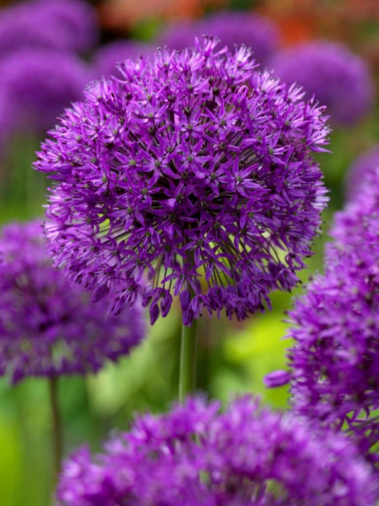 19 Tall Perennials For A Stunning Garden - Complete Gardening