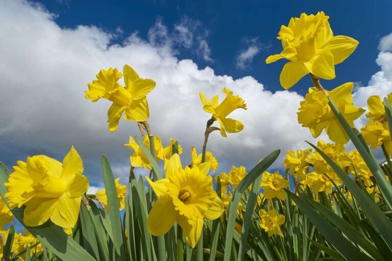 15 Flowers That Symbolize Hope and Optimism - Complete Gardening