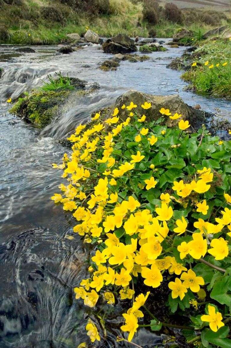 18 Rain Dependent Flowers Hold Secrets Botanists Just Discovered ...