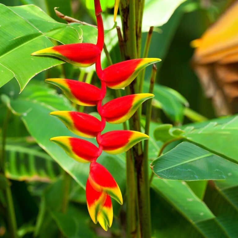 20 Perennials That Look Like Exotic Tropicals - Complete Gardening