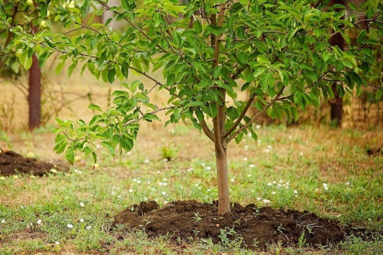 16 Reasons Your Fruit Trees Are Dropping Fruit—and How to Fix It for ...