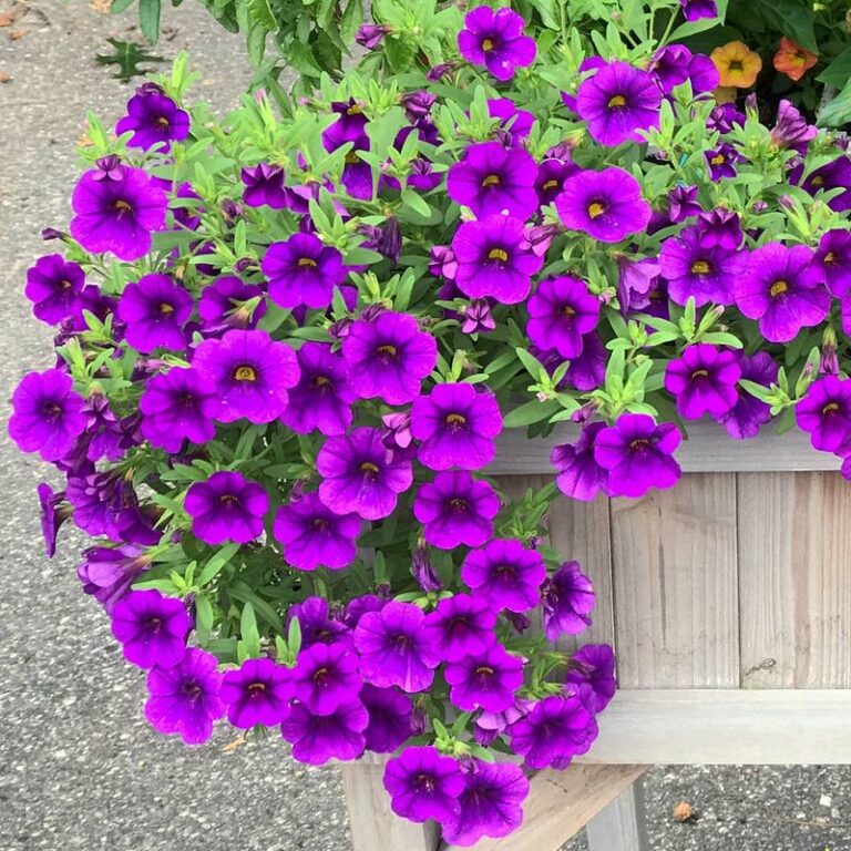 The 17 Annual Container Flowers That Are Quietly Taking Over Patios in ...