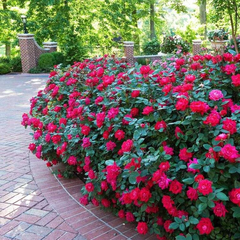 The 17 Toughest Roses That Will Survive Anything - Complete Gardening