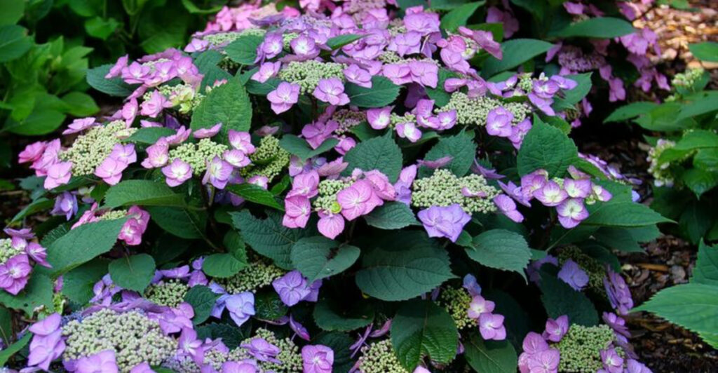 The Best 10 Hydrangea Bush for Every Yard and Growing Condition ...