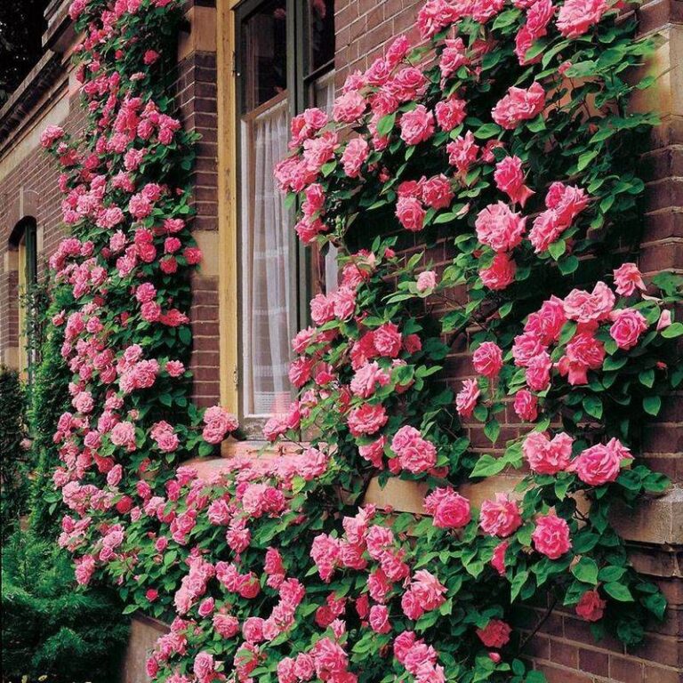 The 17 Toughest Roses That Will Survive Anything - Complete Gardening