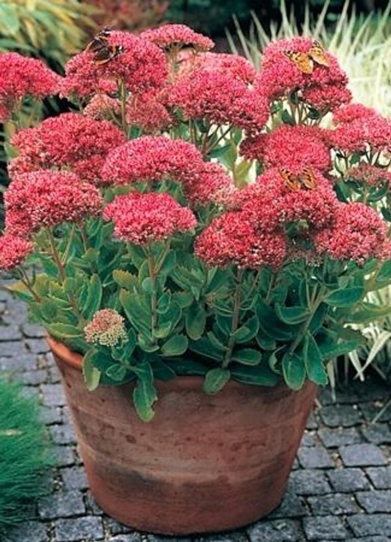 The Hidden Truth About Container Perennials - 16 Varieties Save You ...
