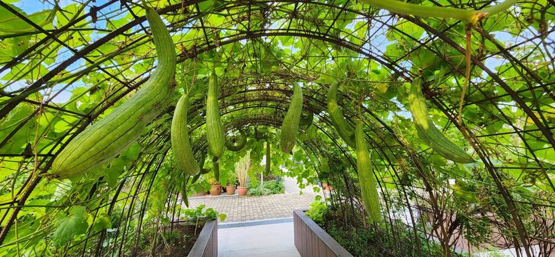 The Hidden Truth About Growing 15 Luffa Plants Nobody Talks About - Complete Gardening