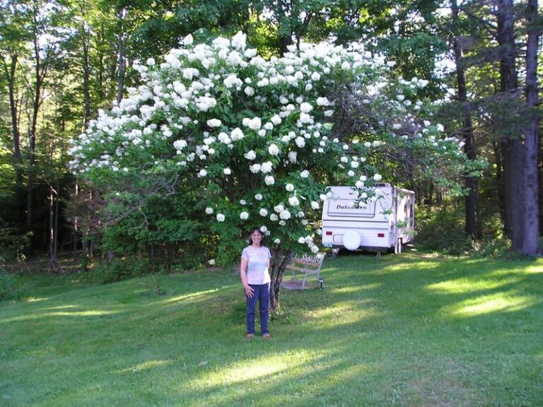 10 Hydrangea Facts That Even Expert Gardeners Don’t Know - Complete ...