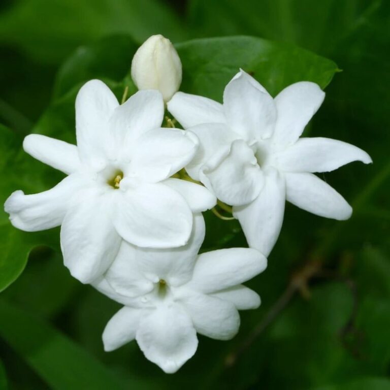 These 13 Jasmine Varieties Share One Thing - They Bloom at Night — Pure ...