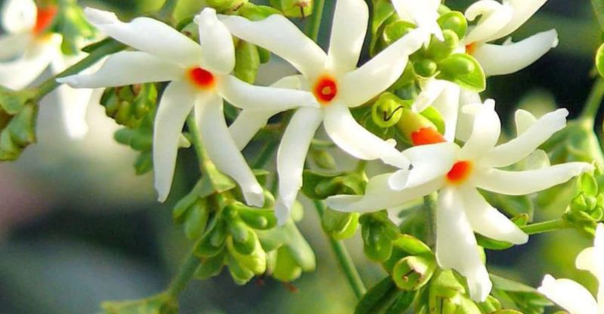 These 13 Jasmine Varieties Share One Thing - They Bloom at Night — Pure ...