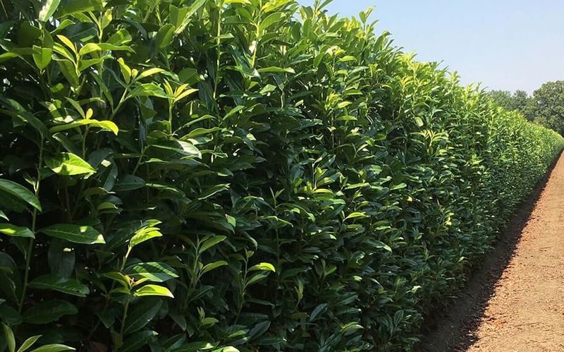 These 17 Evergreen Hedges Create Perfect Privacy — But 3 Will Shock You ...