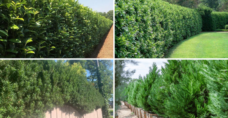 These 17 Evergreen Hedges Create Perfect Privacy — But 3 Will Shock You ...