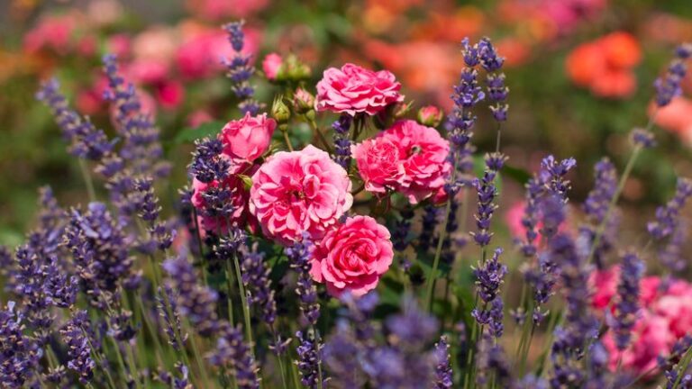 These 17 Plants Transform Rose Gardens — But 5 Common Ones Kill Roses ...