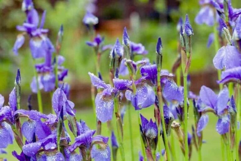 These 22 Hardy Perennials Laugh at Winter — Even Survive -40°F ...