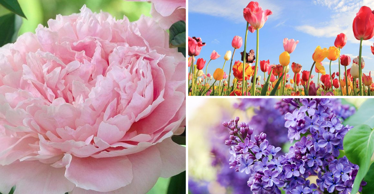 These 23 Spring Flowers Bloom All Season — But 5 Common Ones Will ...