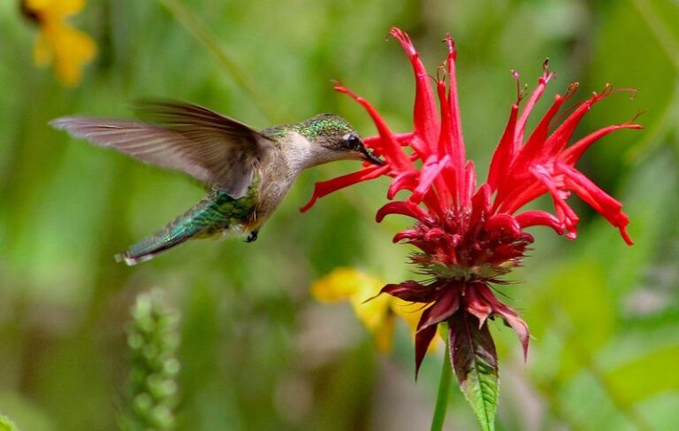 These 31 Flowers Create Hummingbird Paradise — Gardeners Share Their ...