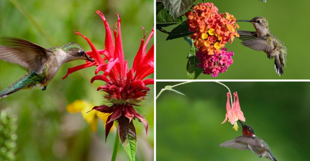 These 31 Flowers Create Hummingbird Paradise — Gardeners Share Their ...