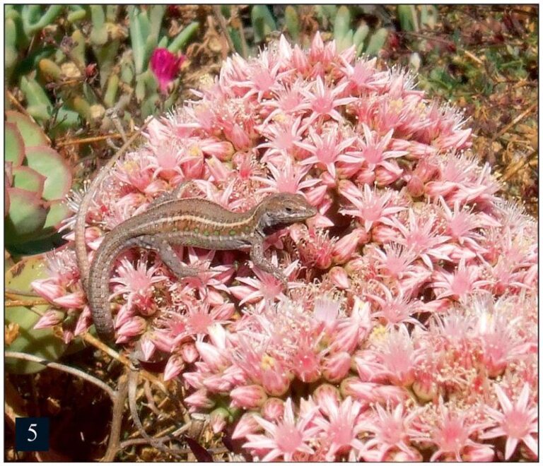 Forget Bees—These Tiny Reptiles Are Secret Super Pollinators - Complete ...