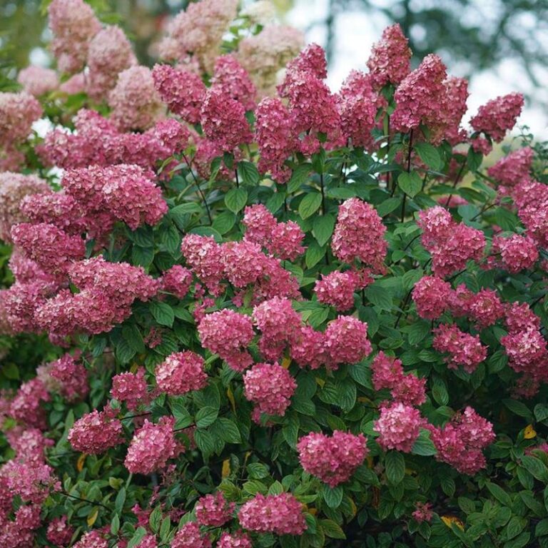 10 Hydrangea Facts That Even Expert Gardeners Don’t Know - Complete ...