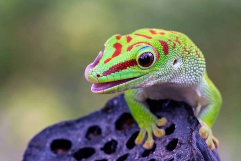 Forget Bees—These Tiny Reptiles Are Secret Super Pollinators - Complete ...