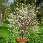 This Fast Fruiting Trend Is Exploding - 23 Trees That Don't Wait ...