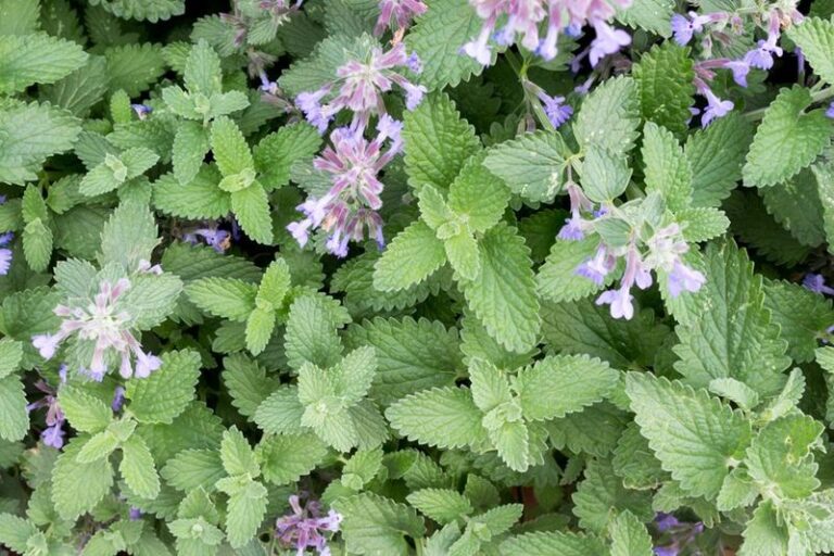 32 Powerful Plants That Repel And Keep Rabbits Out Of Your Yard ...